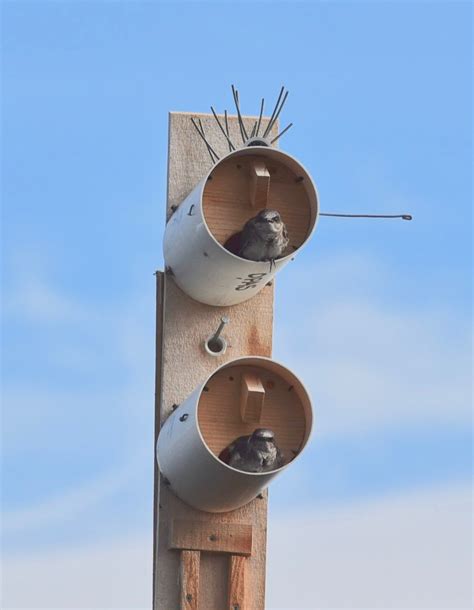 Purple Martin Nest Box Project — Olympic Peninsula Audubon Society