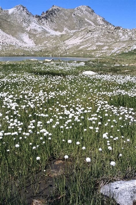 Chapter 17 Sex Evolution And The Biological Species Concept Inanimate Life