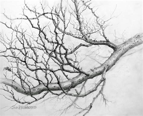 Oak Tree Branch Drawing At PaintingValley Com Explore Collection Of Oak Tree Branch Drawing