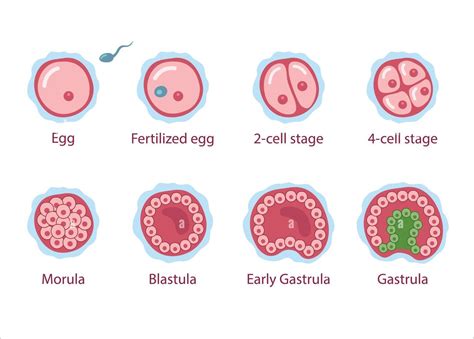 Etapas De Desarrollo Del Embrión Humano