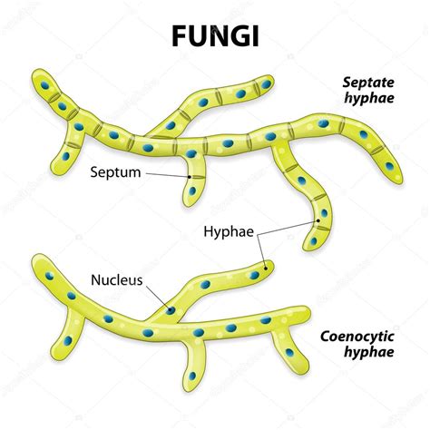 Fungi Classification Based On Cell Division Stock Illustration By