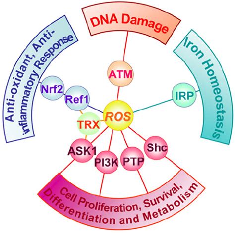 Figure From Reactive Oxygen Species Ros Homeostasis And Redox Regulation In Cellular