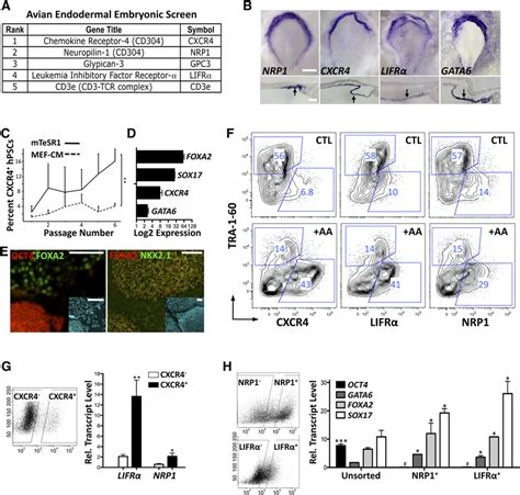 Evaluation Of Novel Endoderm Markers In The Embryo And In Human Download Scientific Diagram