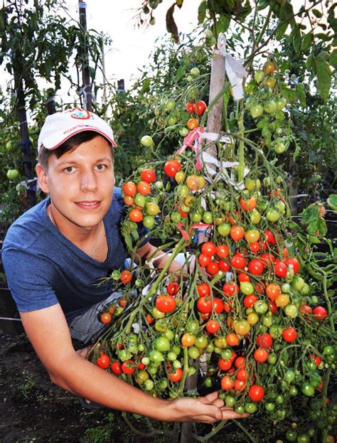 Поцелуй Герани