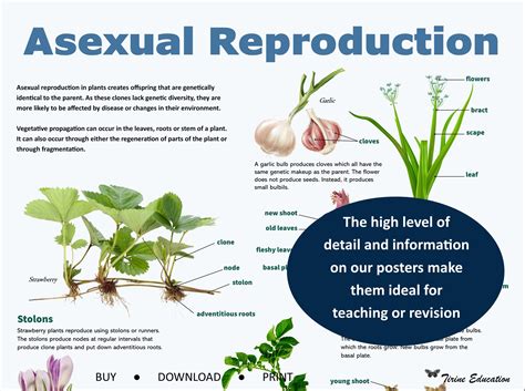 Asexual Reproduction In Plants Poster Science Biology Poster
