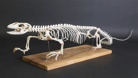 Lot 296 An Articulated Monitor Lizard Skeleton