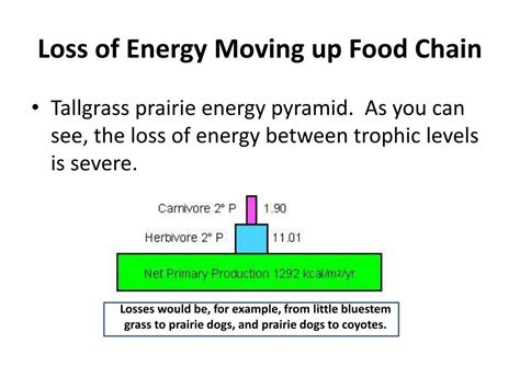 Ppt Food Chains Food Webs And Energy Pyramids Powerpoint