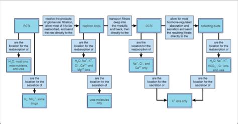 Ch 26 Hw Flashcards Quizlet