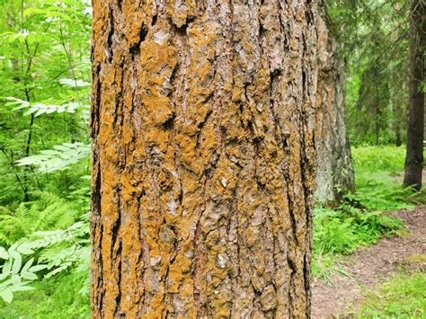 Tree In The Forest Tree Bark Trunk Close Up Stock Photo Image Of Closeup Copy 191409812