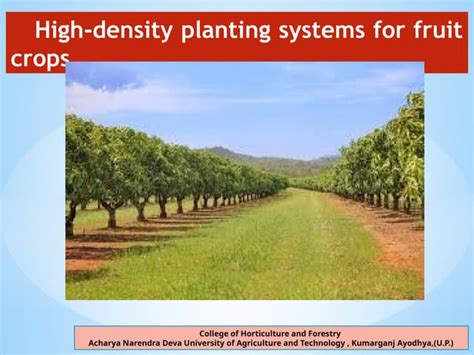 High Density Planting Hdp Pptx