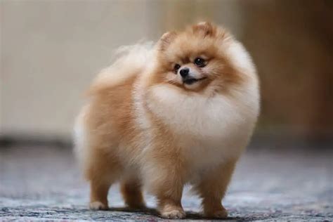 Rase mici de câini de buzunar Top recomandări Expert Animal