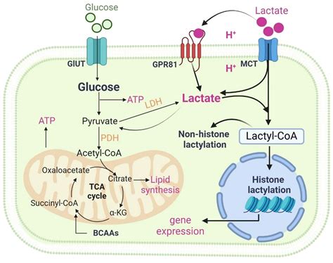 Metabolism Of Lactate Two Pathways Of Metabolic Breakdown Of Lactic