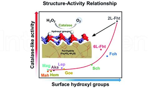 The Structure Activity Relationship Of Ferrihydrite Nanoparticles In