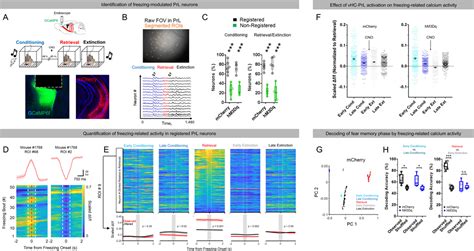 Molecularly Defined Hippocampal Inputs Regulate Population Dynamics In The Prelimbic Cortex To