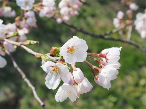 さくら咲きました by pen f ID11704259 写真共有サイト PHOTOHITO