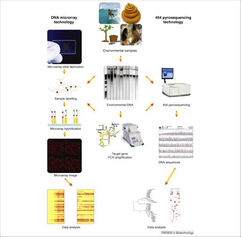 Comparing Microarrays And Next Generation Sequencing Technologies For Microbial Ecology Research