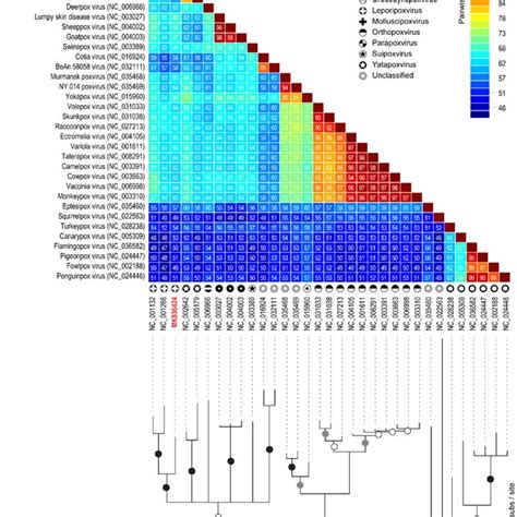 Pairwise Nucleotide Identity Matrix Upper Image And Download Scientific Diagram