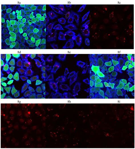 Confocal Microscopy Cell Imaging Gfp Fluorescence Green Cell