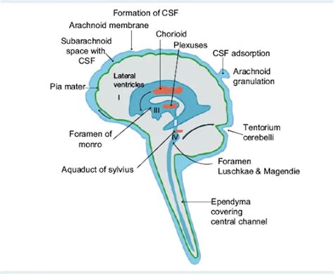 Cerebrospinal Fluid Csf Physiology Classification