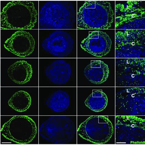 Phalloidin Staining In Mice Uterus Of Early Pregnancy Phalloidin Download Scientific Diagram