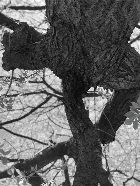 Garden Time A Tree Photograph By Siyano Prach Pixels