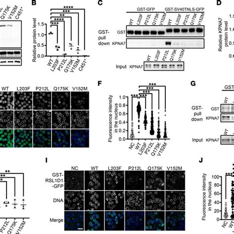Effects Of Kpna7 Variants In Vitro A Immunoblot Of Wt And The 5