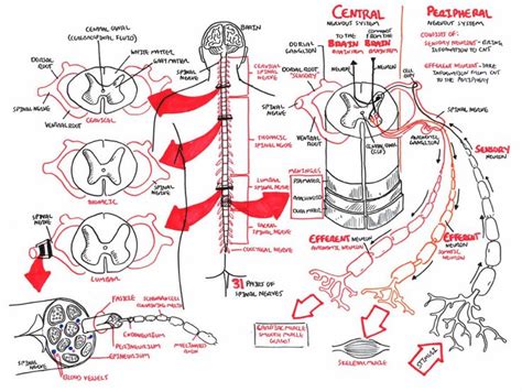 Neurology Spinal Cord Introduction Human Anatomy And Physiology Medical School Stuff Nurse