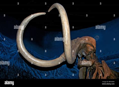 The Woolly Mammoth Skeleton Mammuthus Primigenius Royal Tyrrell