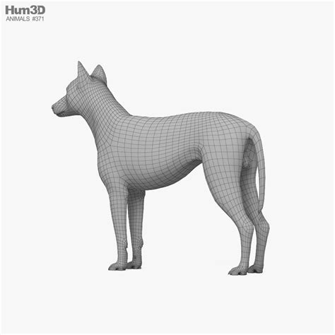dingo modelo 3d descargar mammalia on