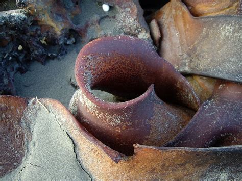 Washed Up Seaweed Free Photo Download Freeimages