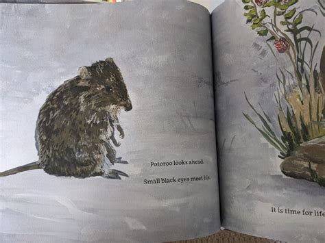 One Potoroo Picture Book Review Andrew Dittmer