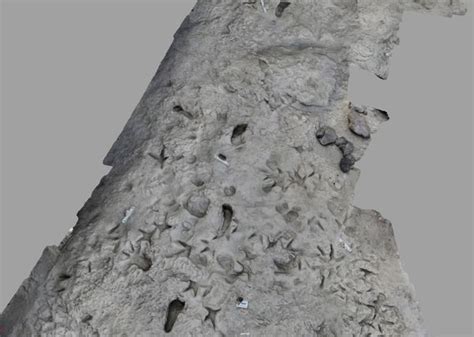 Crossing Evolutionary Paths New Research Finds Different Hominin