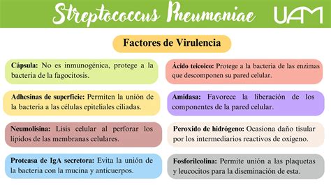 Micro Streptococcus Y Staphylococcuspdf
