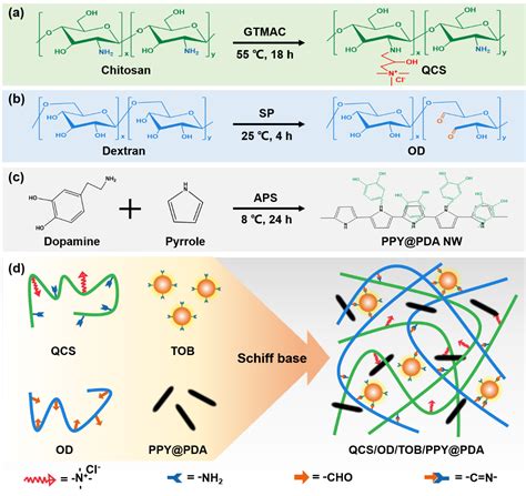 西安交大郭保林教授团队 Acs Nano：细菌生长诱导抗生素智能释放的自愈合水凝胶敷料用于促进细菌感染的烧伤伤口愈合 中国聚合物网科教新闻