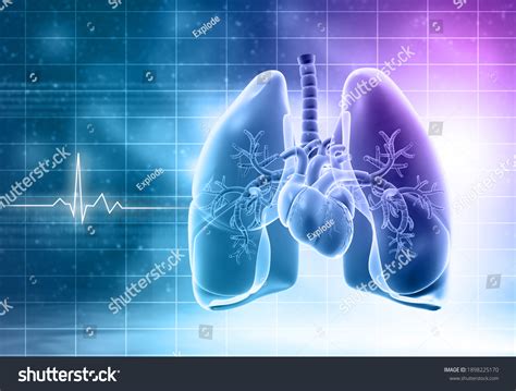 Human Respiratory System On Scientific Background Stock Illustration