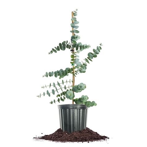 Live Eucalyptus Plant