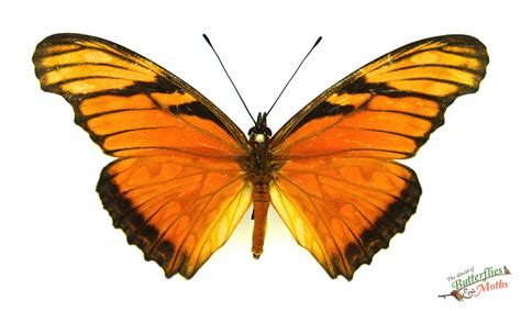 Dione Juno Silverspot Mexico World Of Butterflies And Moths