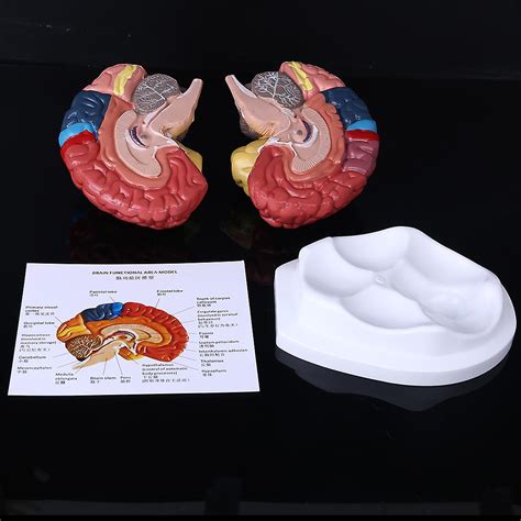 Life Size Human Brain Functional Area Model Anatomy For Science
