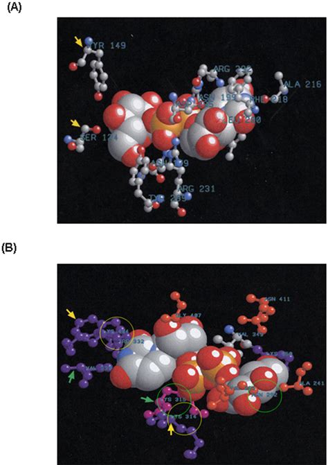 Figure 1 From Mapping The Udp Glucuronic Acid Binding Site In Udp