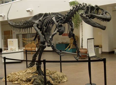 Allosaurus Jurassic Predator Carnivorous Bipedal Britannica
