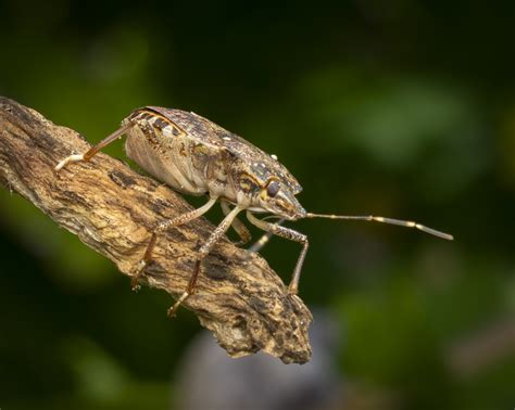 Shield Bug By Chavender Ephotozine