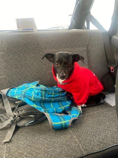 ‼️ ПОТЕРЯЛАСЬ ‼️ ️Потерялась собака в Нижнекамске Кличка Терри собака в возрасте 11лет Просьба