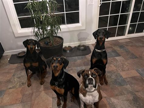 ️ My 3 Beauties Rosie Ruby Raven And A Goofball Boxer R Dobermanpinscher