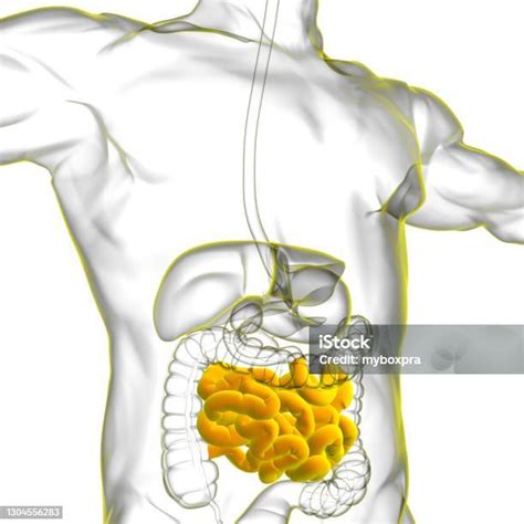 작은 장 3d 일러스트 인간 소화 시스템 해부학 3차원 형태에 대한 스톡 사진 및 기타 이미지 3차원 형태 간 내부 기관
