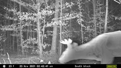 Folio3deerpoc Object Detection Dataset By Deer Poc