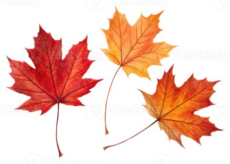 Red Maple Leaf Identification