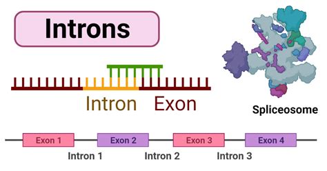 Introns Definition Structure Functions Classes Splicing