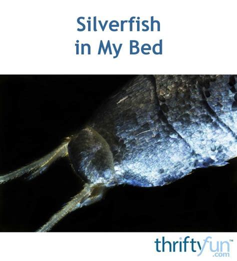 Do Silverfish Live In Mattresses