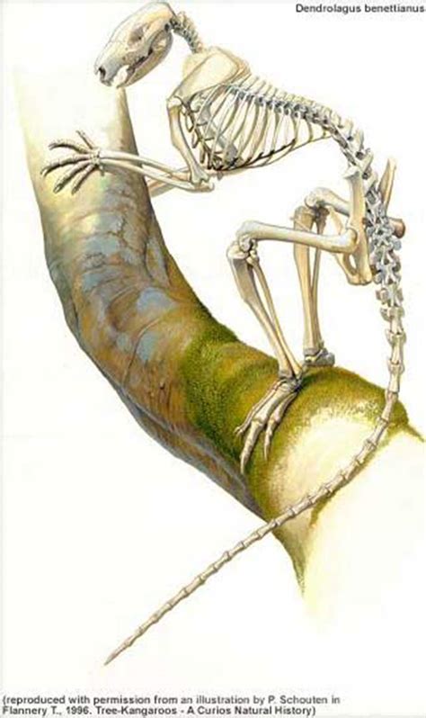 Tree Kangaroo Drawing At GetDrawings Free Download