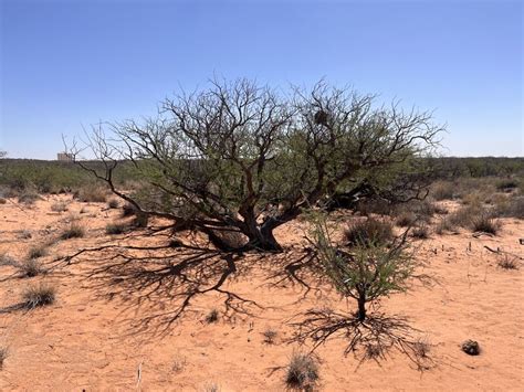 Its Been An Interesting Spring This Field Season At Power Engineers From Bird Nest Surveys In